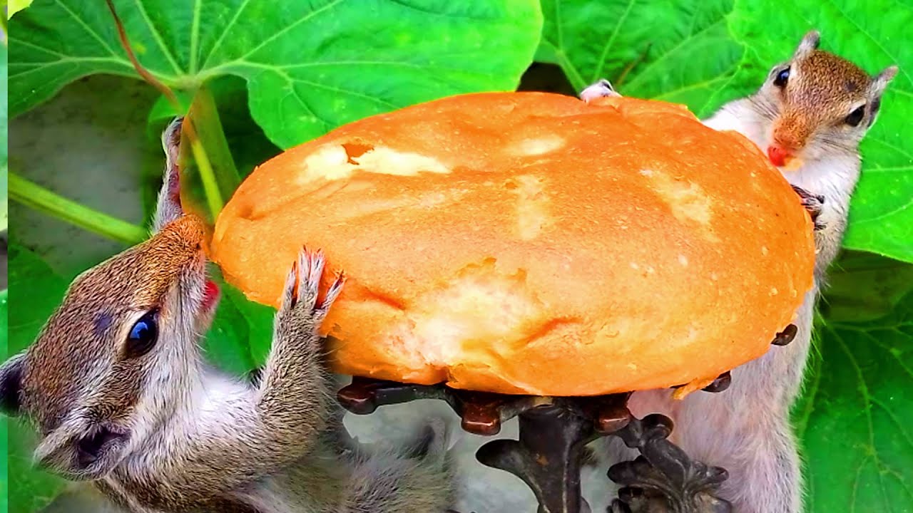 New Animal Video || Animal Eating Bread On Roof Garden - YouTube
