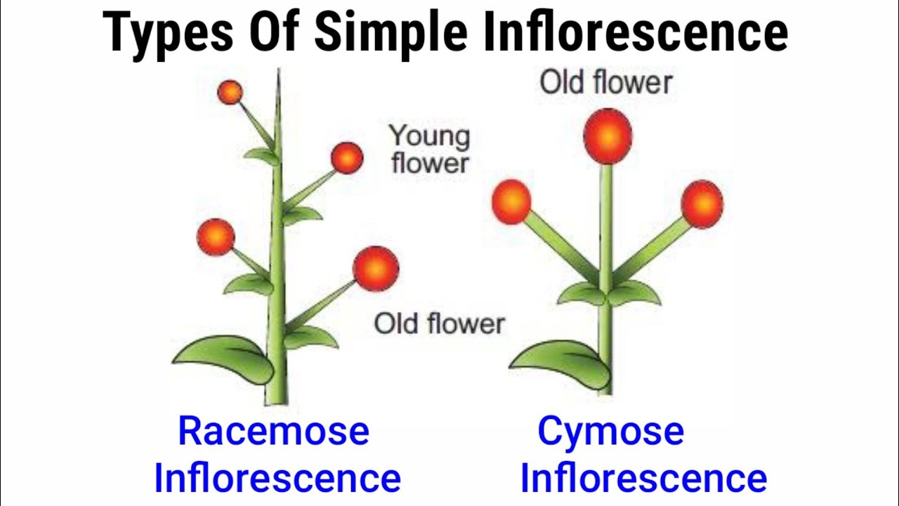 Types Of Simple Inflorescence (Lecture 4) In Hindi/Urdu. - YouTube