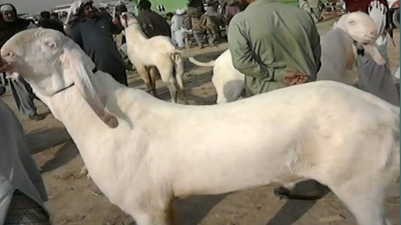 farming ideas Muhammad pur mandi rajanpuri bakra for sale - YouTube
