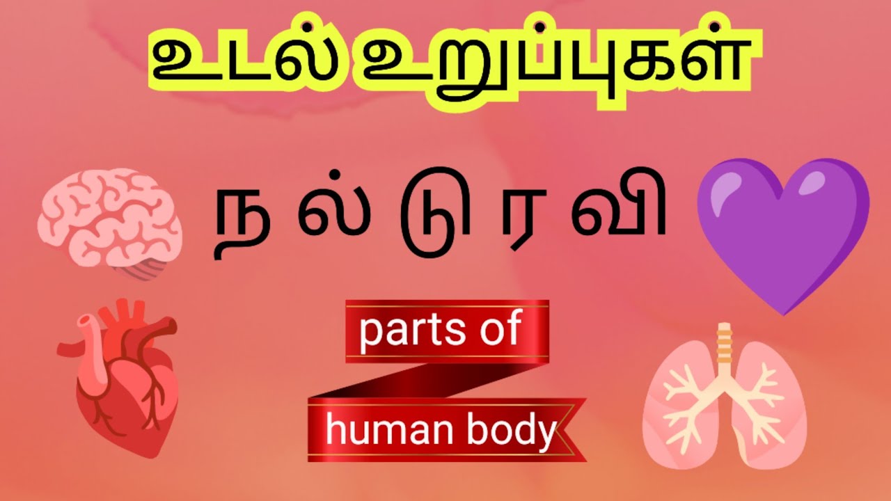 Episode - 151 | உடல் உறுப்புகள் | Parts of the human body | Tamil Box ...