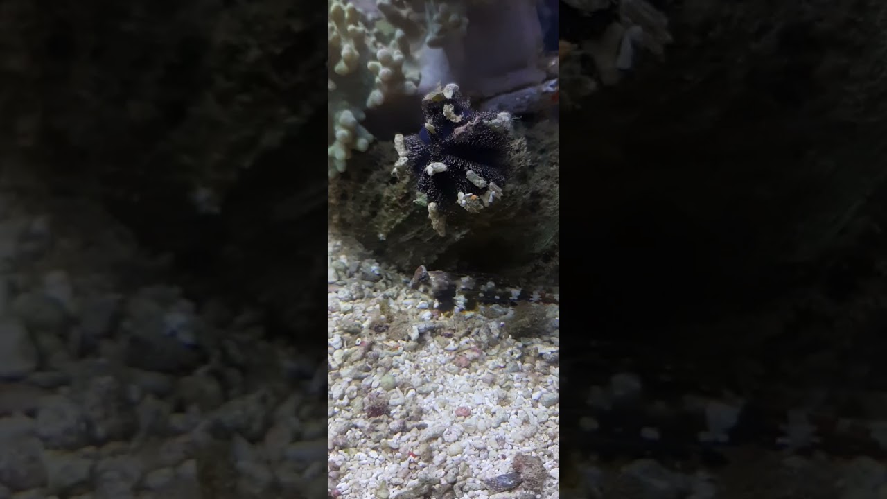 AMAZING CRAWLING FISH‼️🎣 GRUNDEL FISH || CHECK THIS OUT ‼️ #short - YouTube