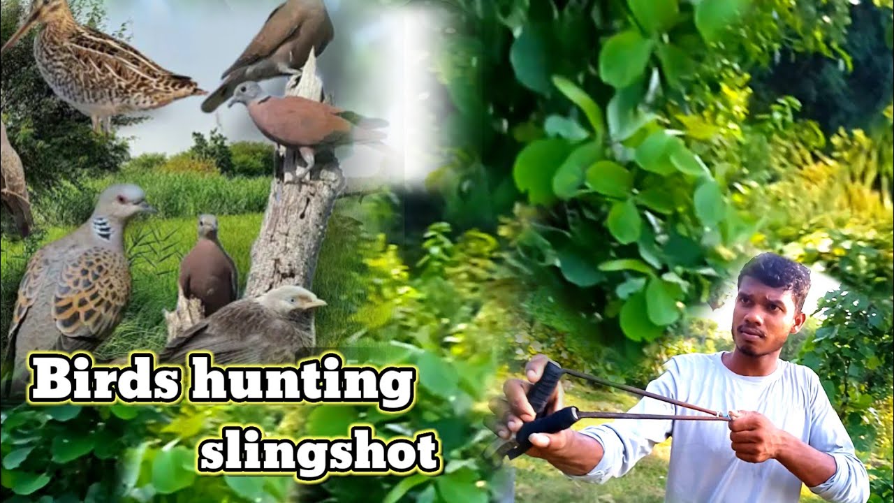 Birds hunting slingshot forest/Bird slingshot forest attack/forest ...