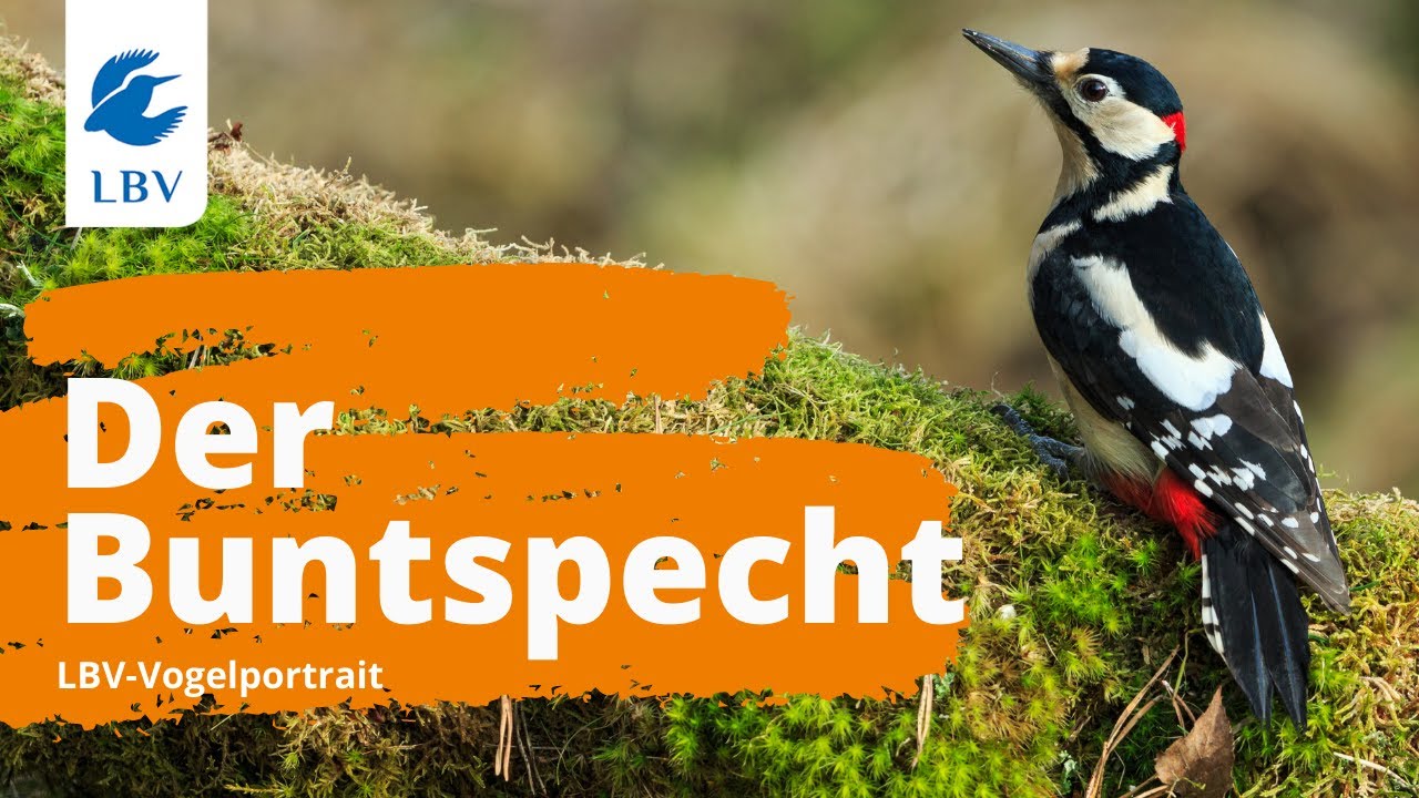 Der Buntspecht (Dendrocopos major) Steckbrief mit Gesang. Vogelarten ...
