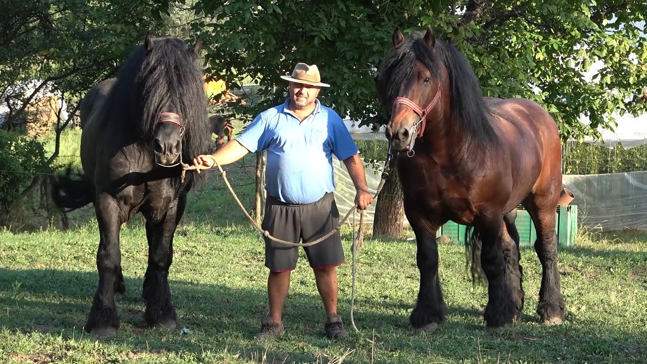 Caii lui Ion de la Monor, Bistrita Nasaud - 2022 Nou!!! - YouTube