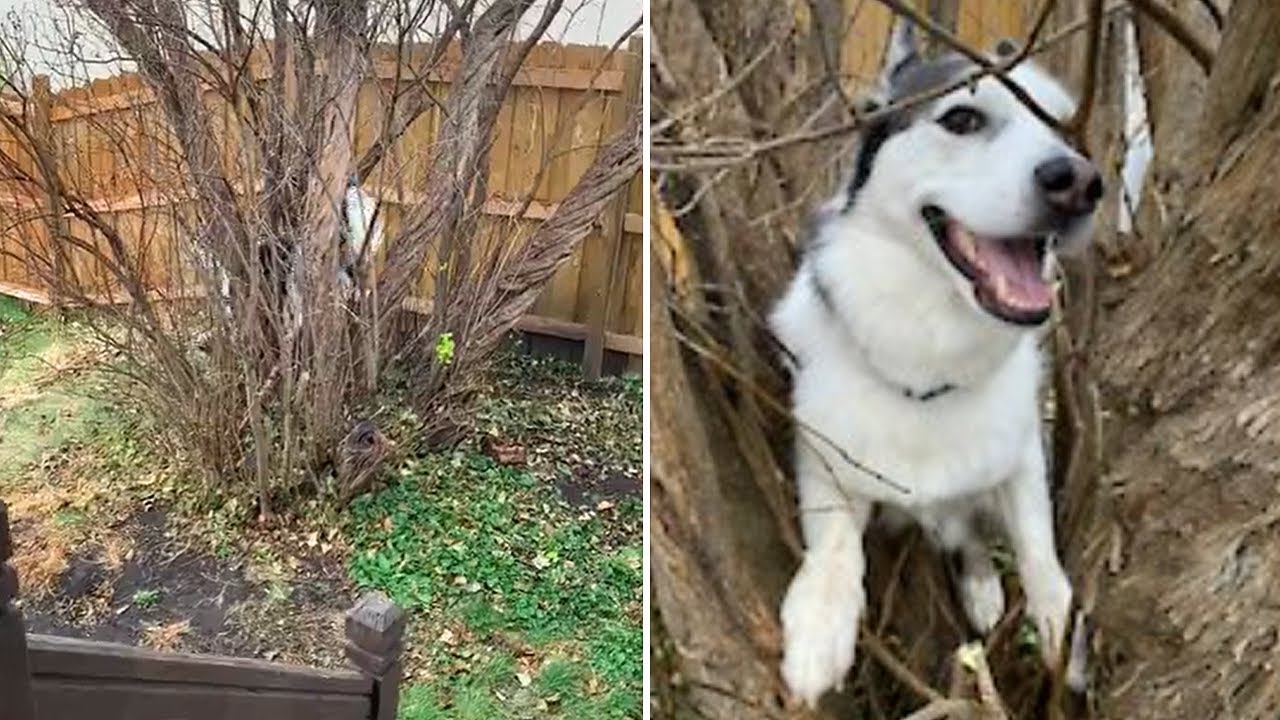 Husky chases squirrel up a tree, ends up getting stuck - YouTube