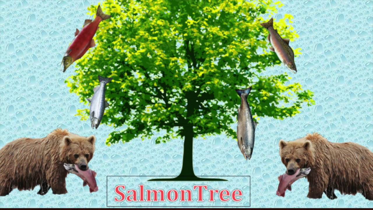 Goodbye? No... HELLO SALMON TREE! - YouTube