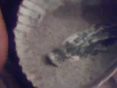 Baby Mermaid Fossil Hand - YouTube