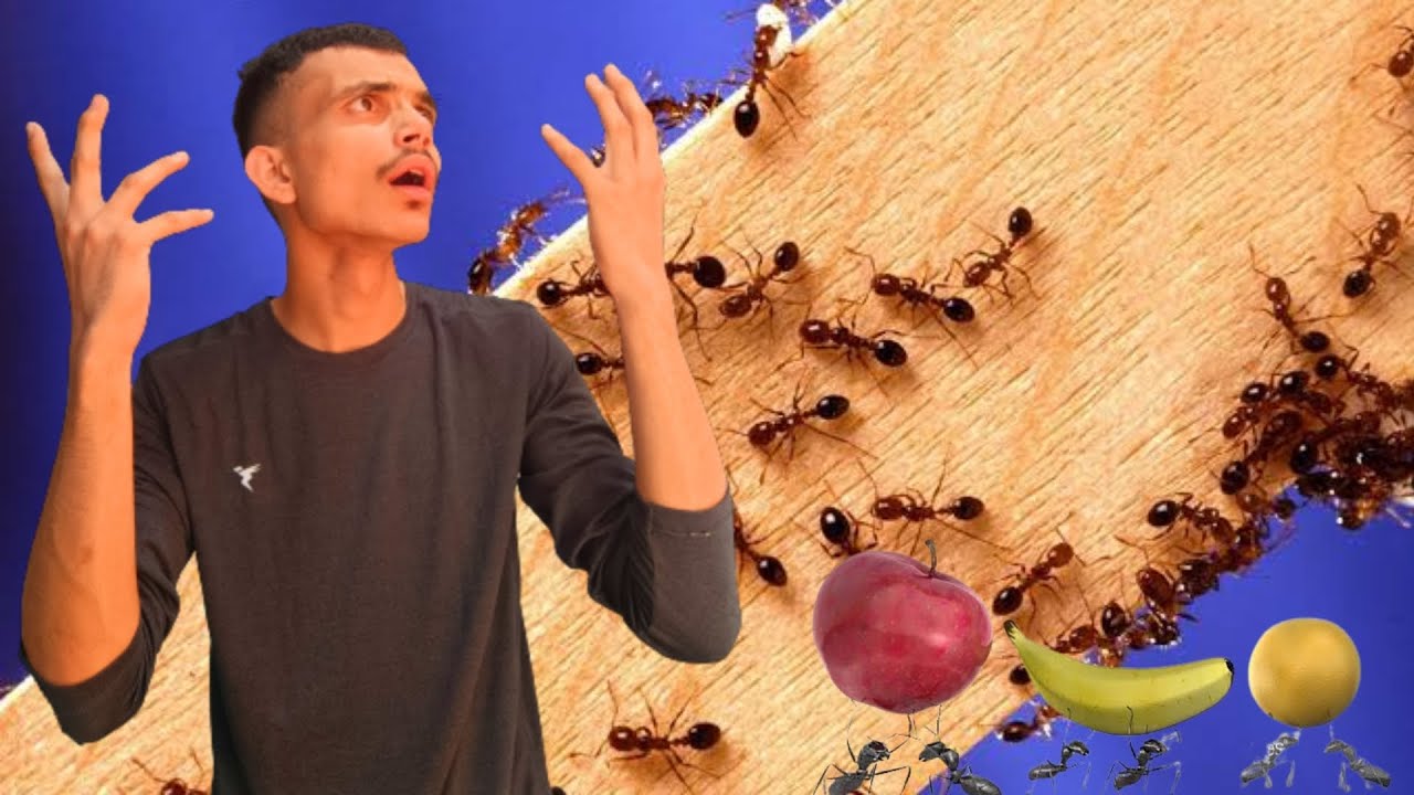 What is ant - YouTube