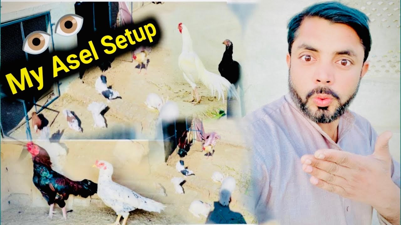 Aj pory Setup Ka visit krwaunga 💁🏼💁🏼 My Aseel Farm information || aseel setup | fighter aseel ...