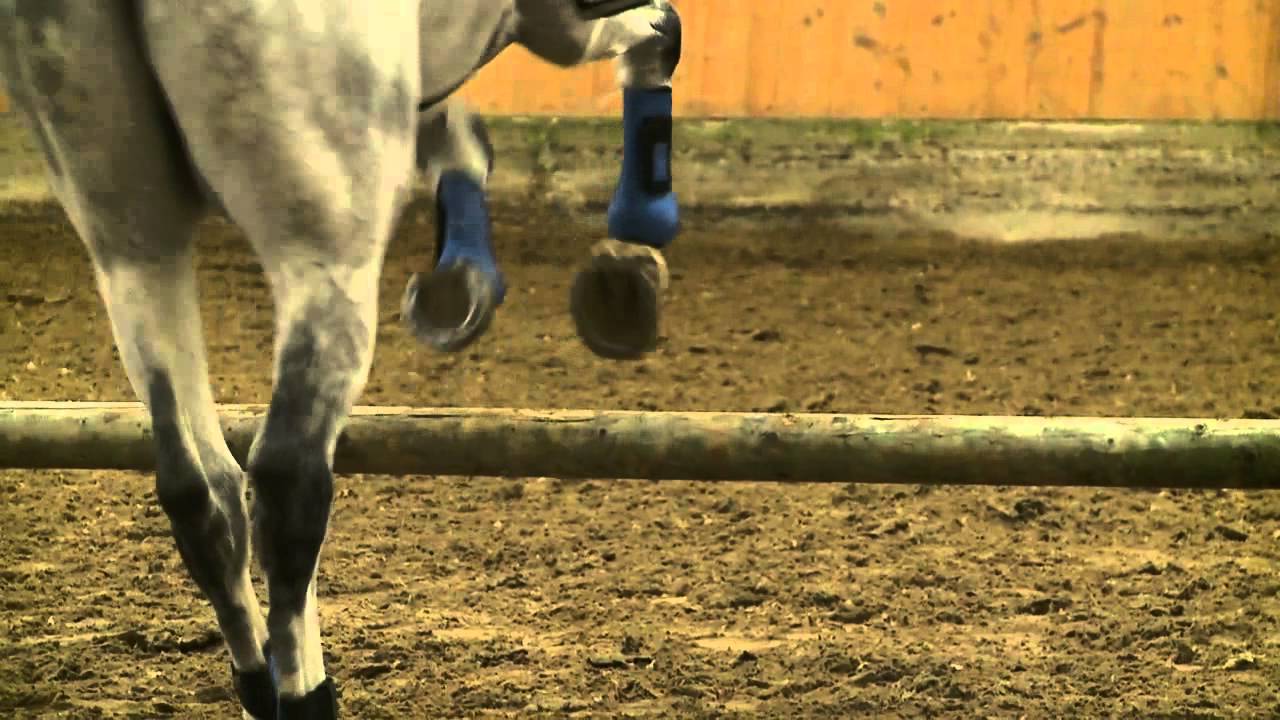 Stangen- und Cavalettiarbeit Teil 4 - erste Übungen für den Galopp ...