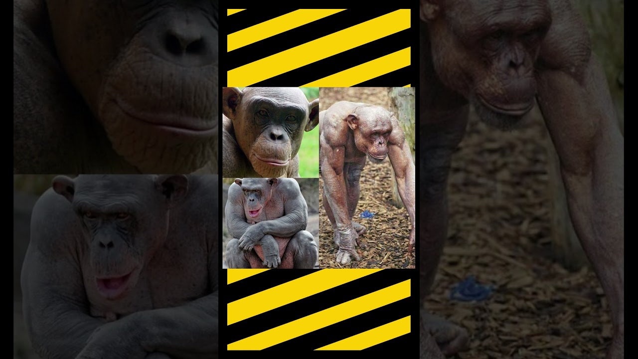 HAIRLESS CHIMPANZEE LOOKS LIKE A BODYBUILDER #shorts PSYCHO SPACE 🪐👽 ...