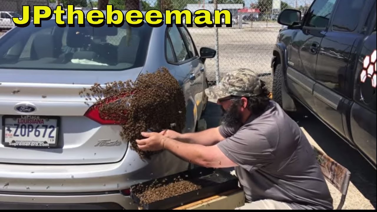 Huge Honey Bee Swarm On Young Lady's Vehicle - YouTube
