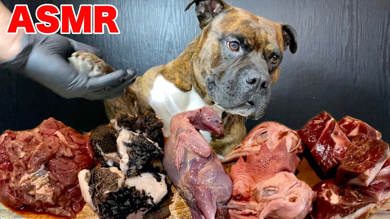 MUKBANG ASMR Dog eating Raw Meats!Horse meat & beef & chicken & quail ...