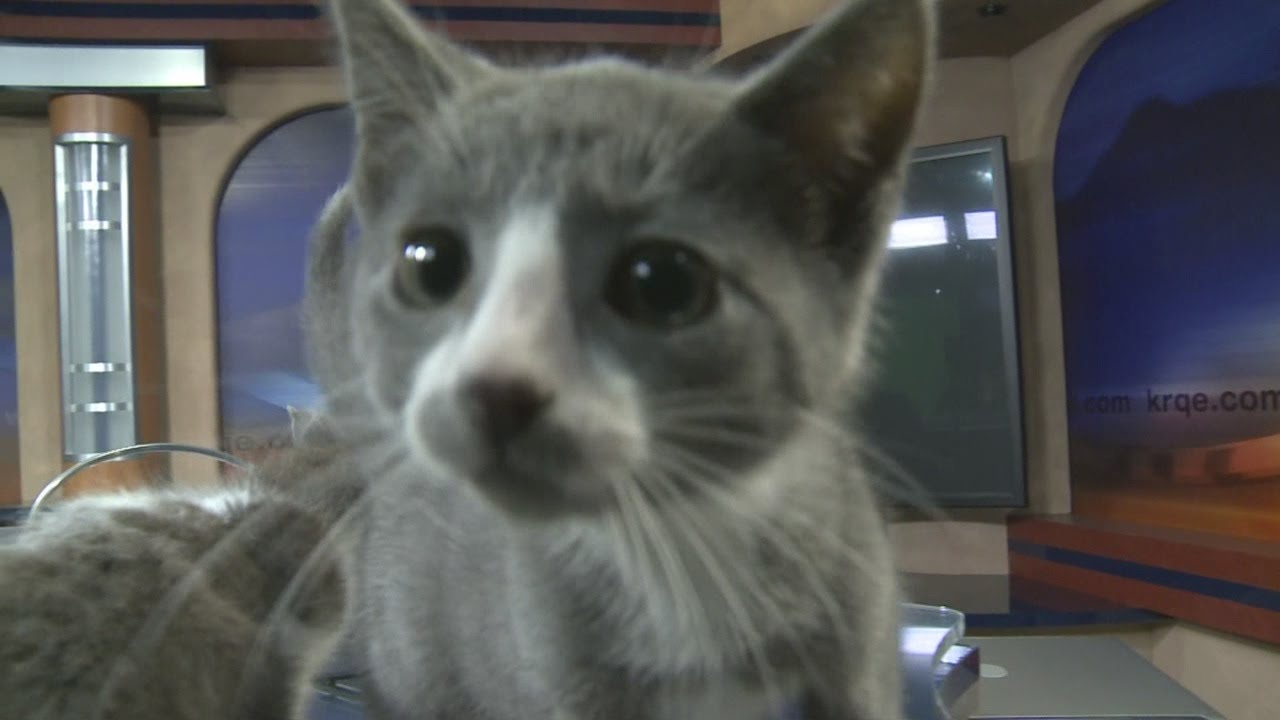 New Mexico 'cat library' gets national attention - YouTube
