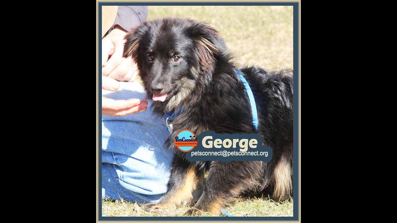 George Mini Aussie pup - YouTube