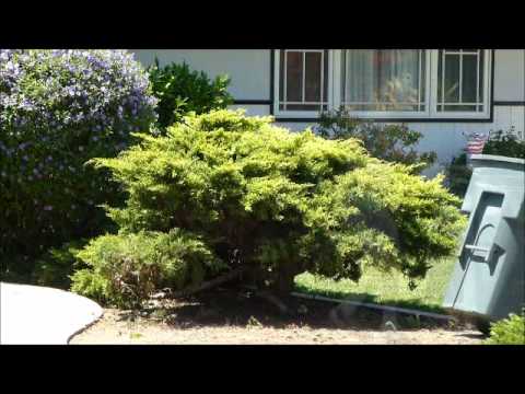 The Juniper Project - Part 3: There is still a bush worth trimming ...