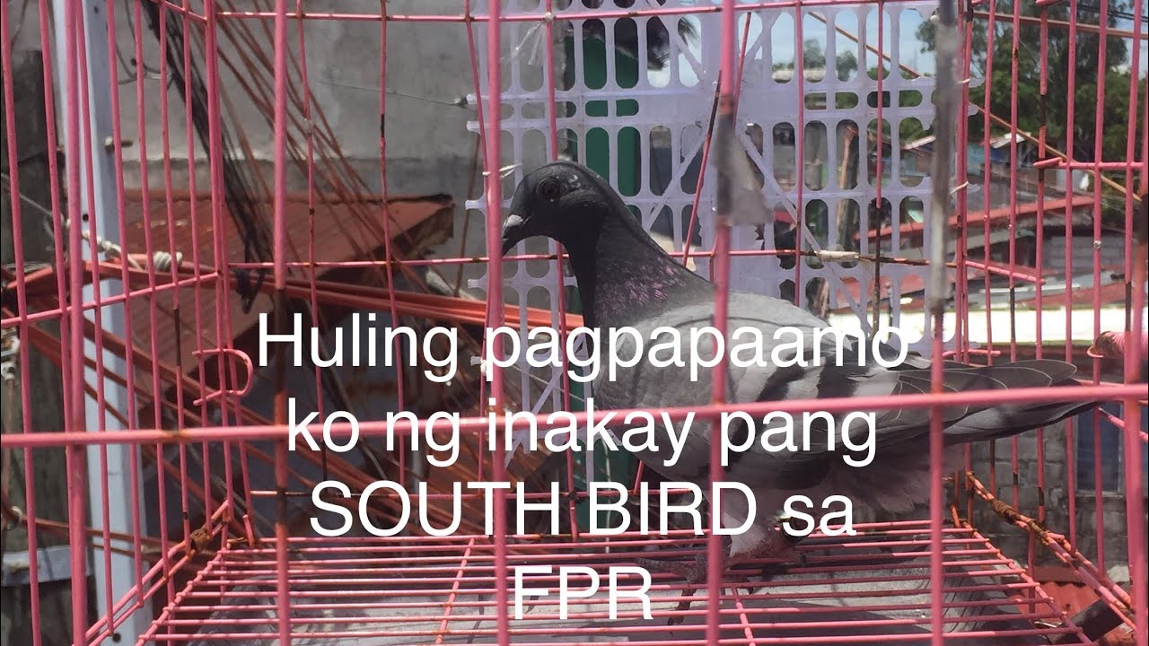 Huling pagpapaamo ko ng inakay pang SOUTH BIRD sa FPR - YouTube