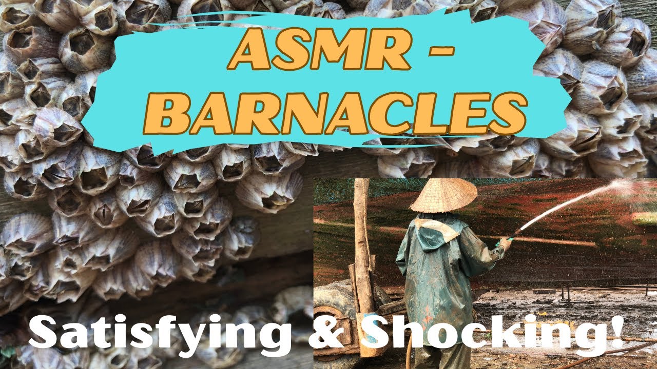Barnacles Removal ASMR No Talking: Shockingly Satisfying! - YouTube