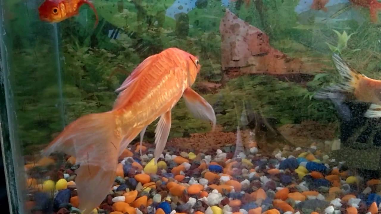 A aquriam fish - YouTube