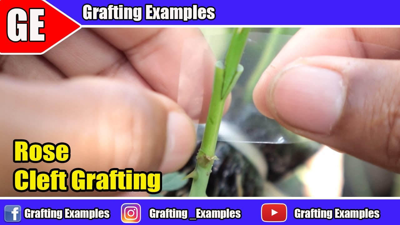 Cleft Grafting Rose Tree Different Color - YouTube