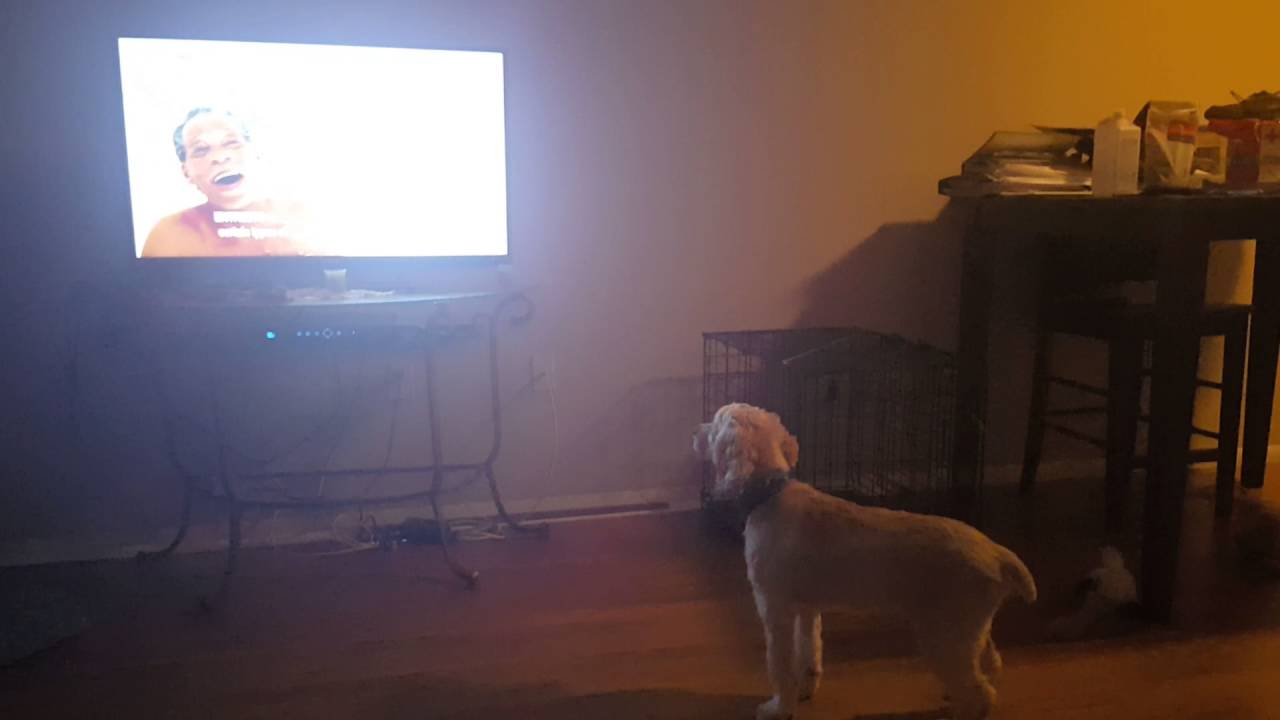 Puppy howles at commercial on entresto - YouTube