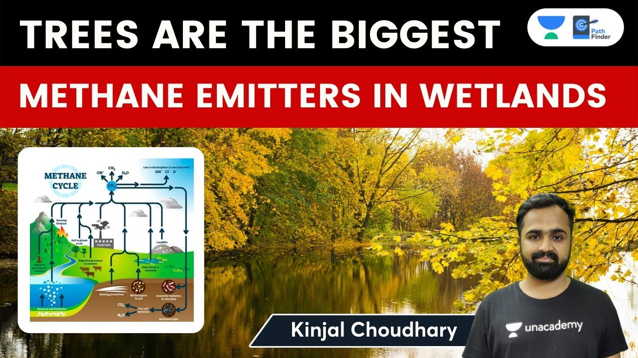 UK Study Claims Trees In Wetland Areas Are Biggest 'Vents' Of Methane ...