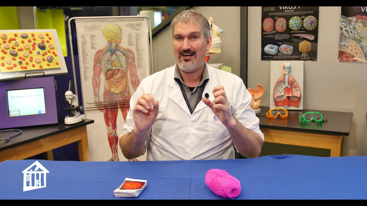 Food Webs - Brain Break - YouTube