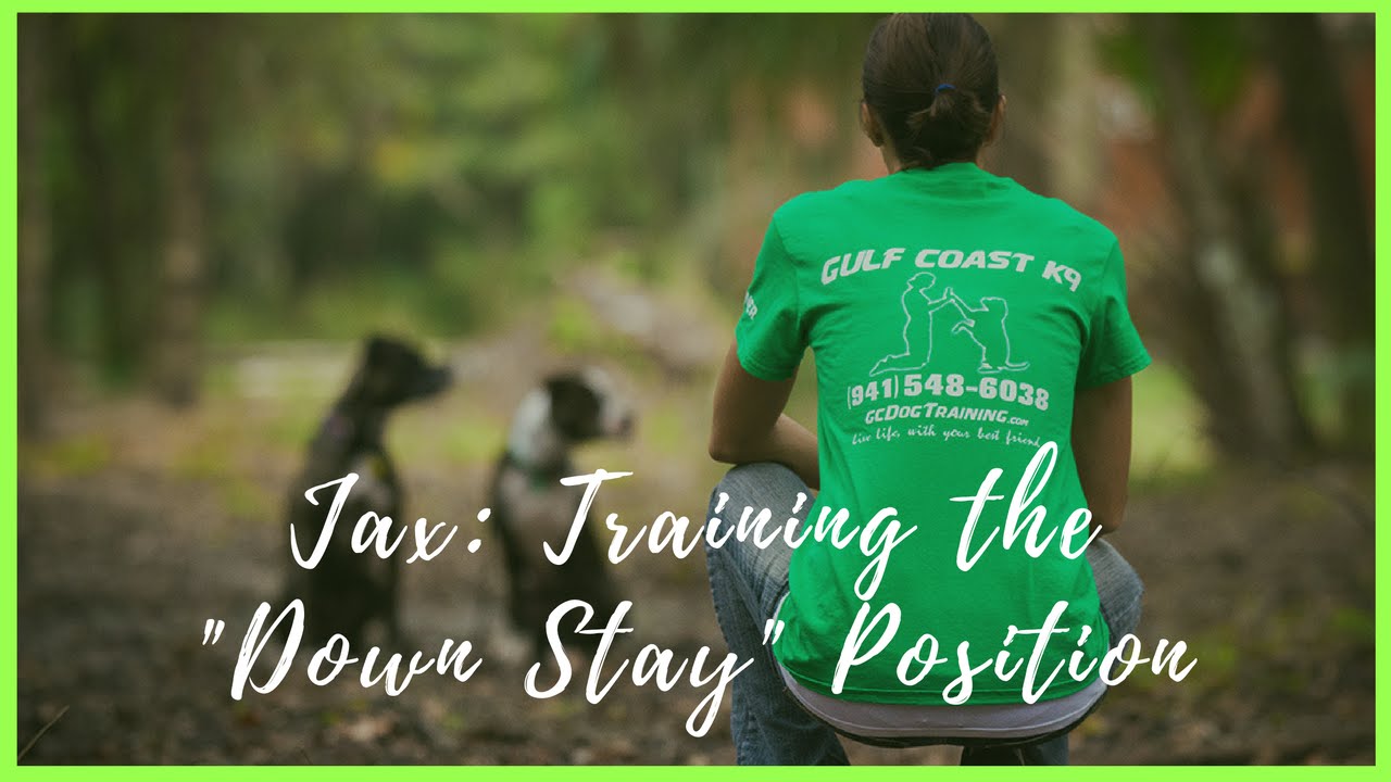 Training The "Down Stay" Position with Distractions | Dog Training ...