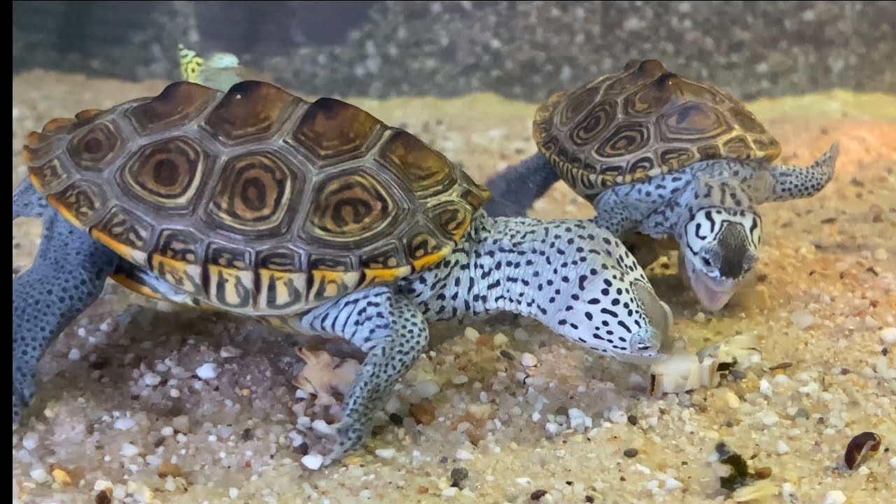 Turtles eating mussels (4k) relaxing music - YouTube