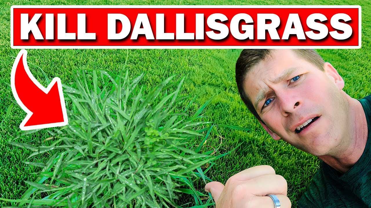 Kill Dallisgrass in the Lawn without Killing the Grass! - YouTube