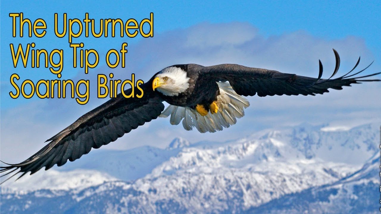 The Upturned Wing Tip of Soaring Birds - YouTube