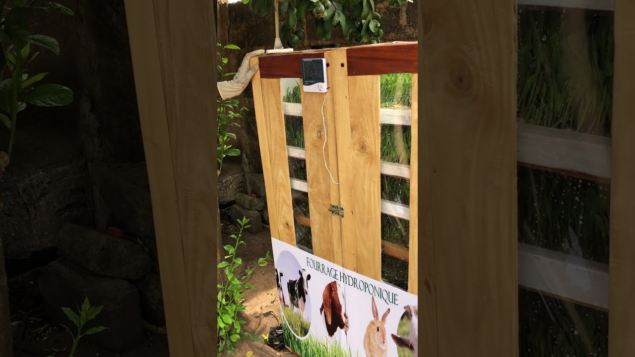 Fourrage vert hydroponique 100 %écologiques - YouTube
