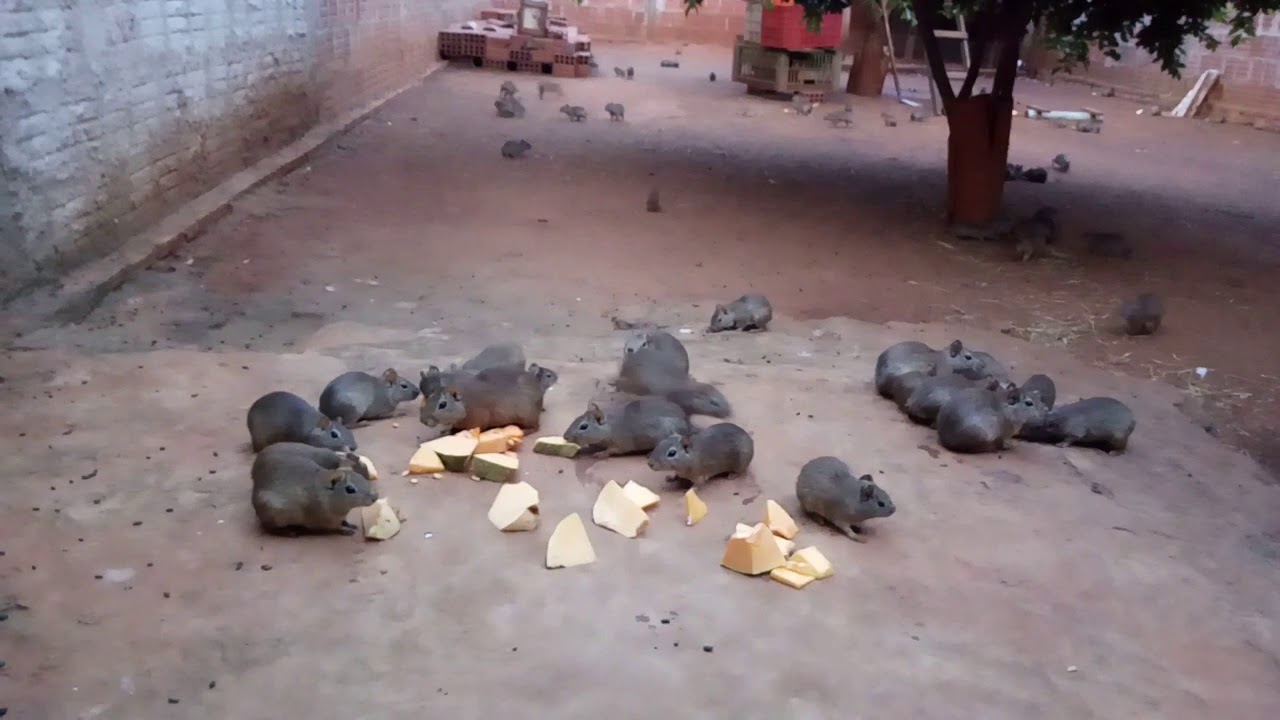 COMO ALIMENTAR PRÉAS DO MATO? - YouTube