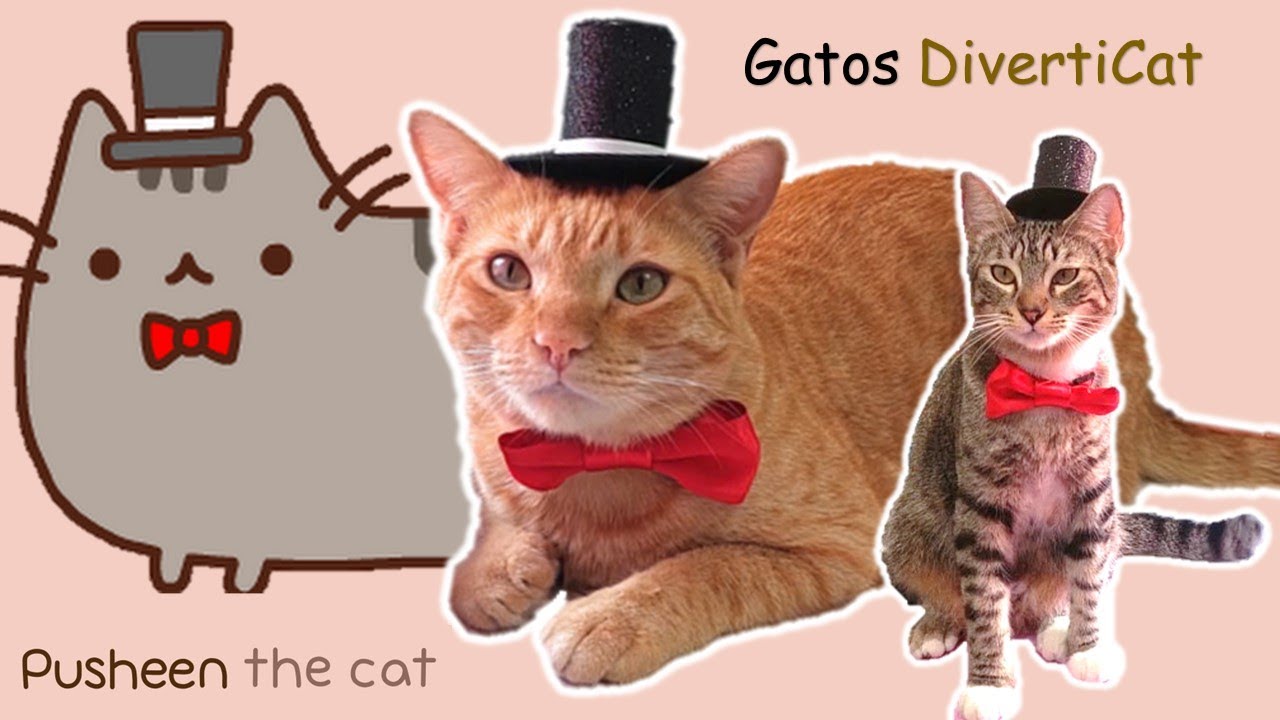 Pusheen Comprende Las Emociones De Sus Gatos Hamee Pusheen El Gato