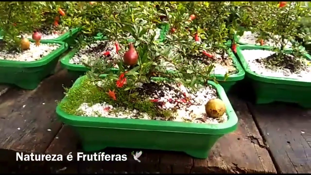 Bonsai De Romã- Natureza e frutíferas - YouTube