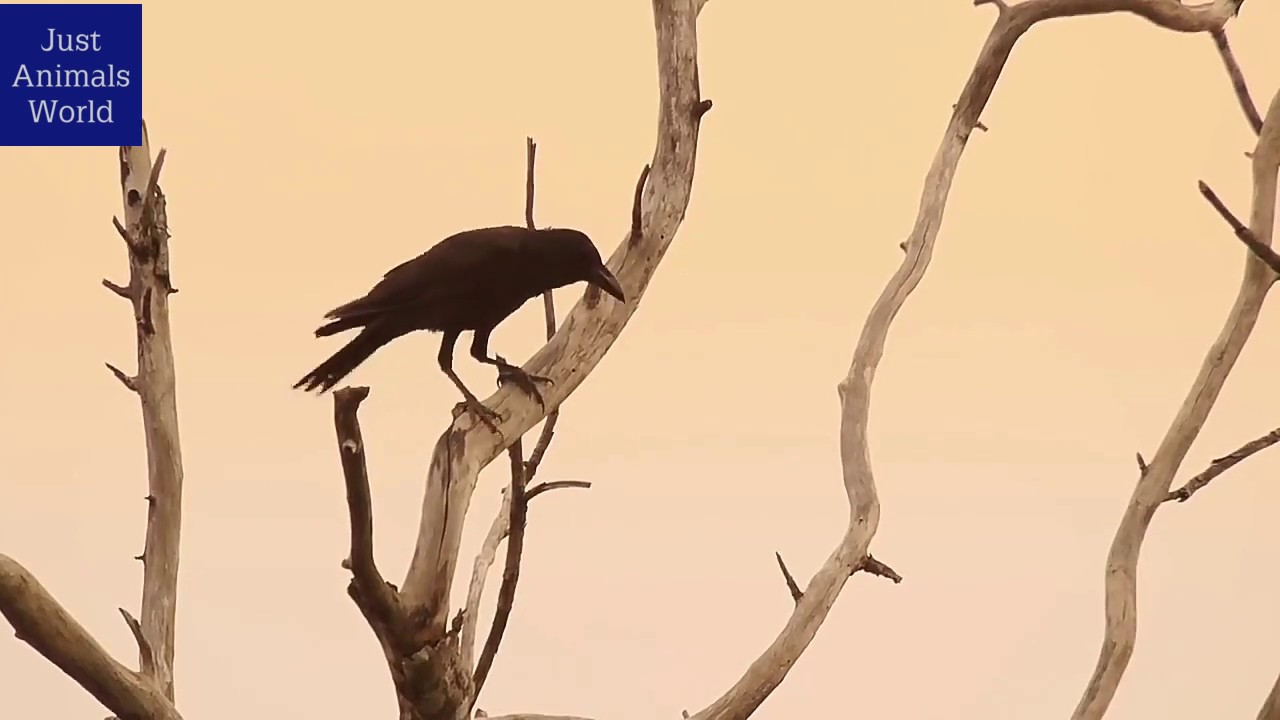 Jackal Vs Crow Vs Vultures - Land of the Monsoon | Just Animals World ...