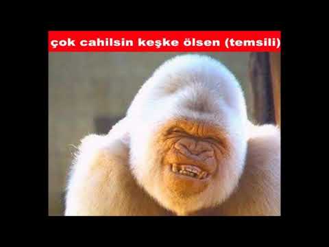 En komik capsler 2018 #1