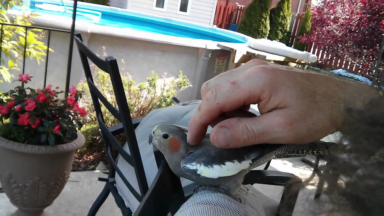 Squeaking bird - YouTube