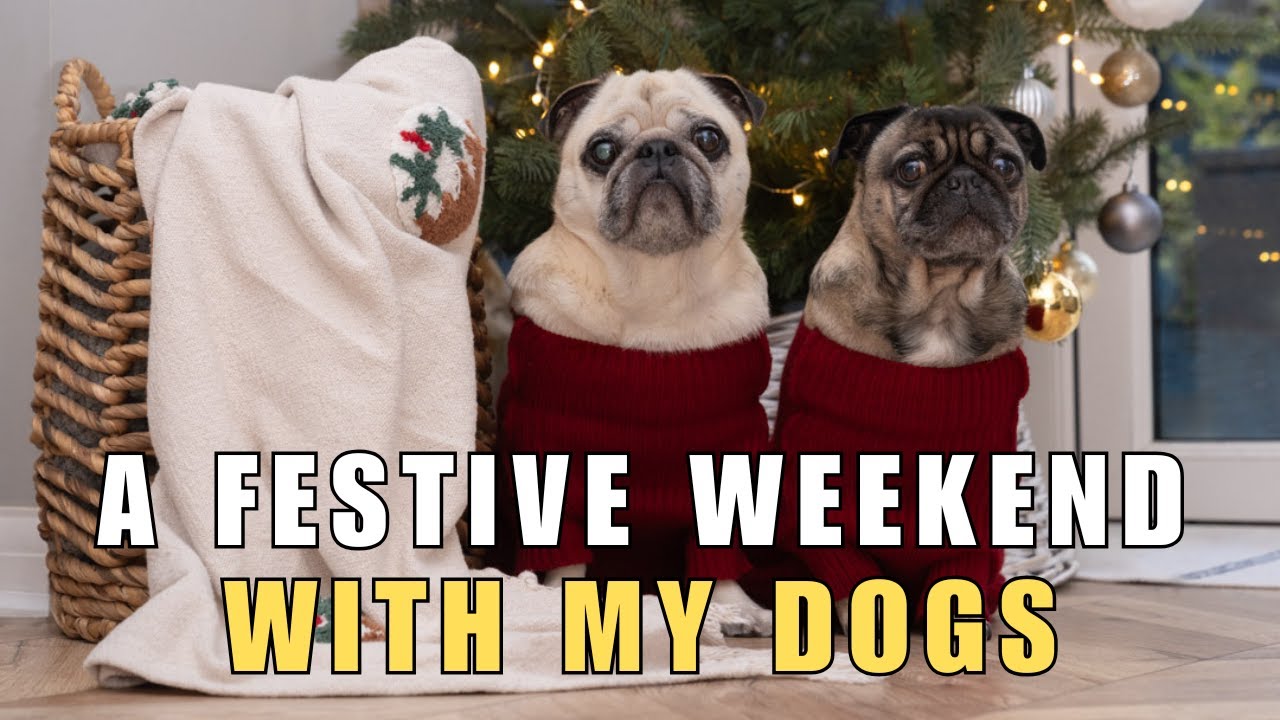 Festive Weekend with my Pugs 🐾🤍 - YouTube