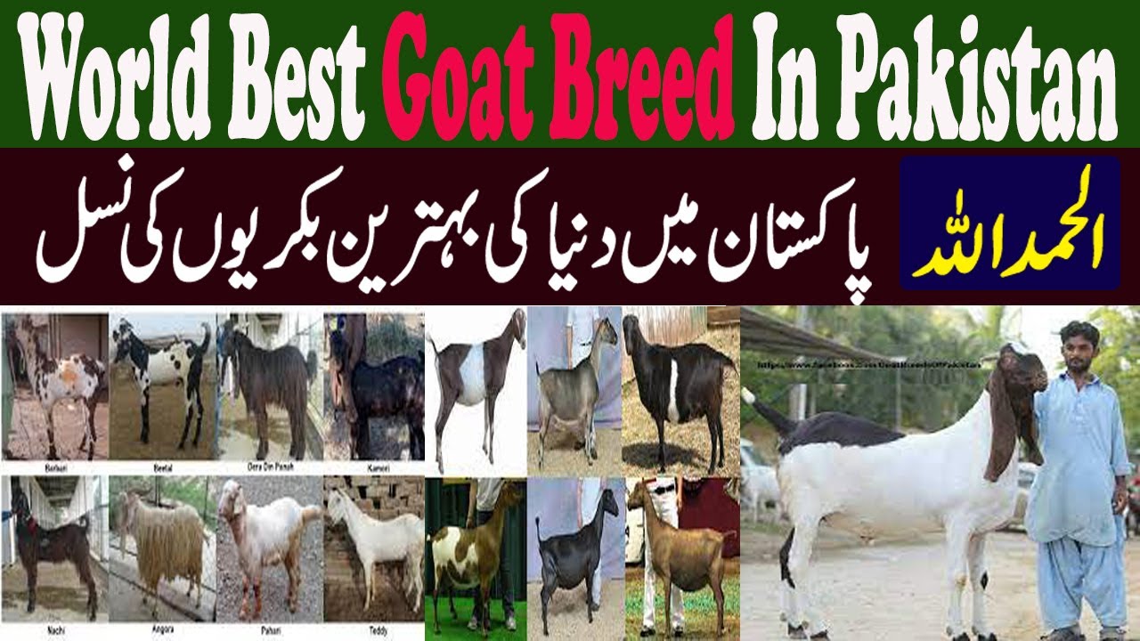 World Best Goat Breed in Pakistan | Goat Breed in Pakistan | Goat ...