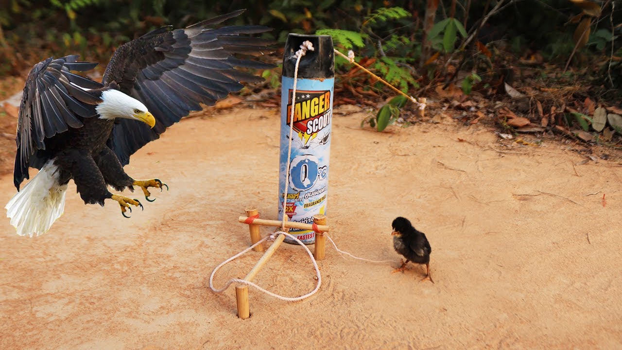 Eagle Trap | Easy Trap With Wood and Baby Chicken 100% - YouTube