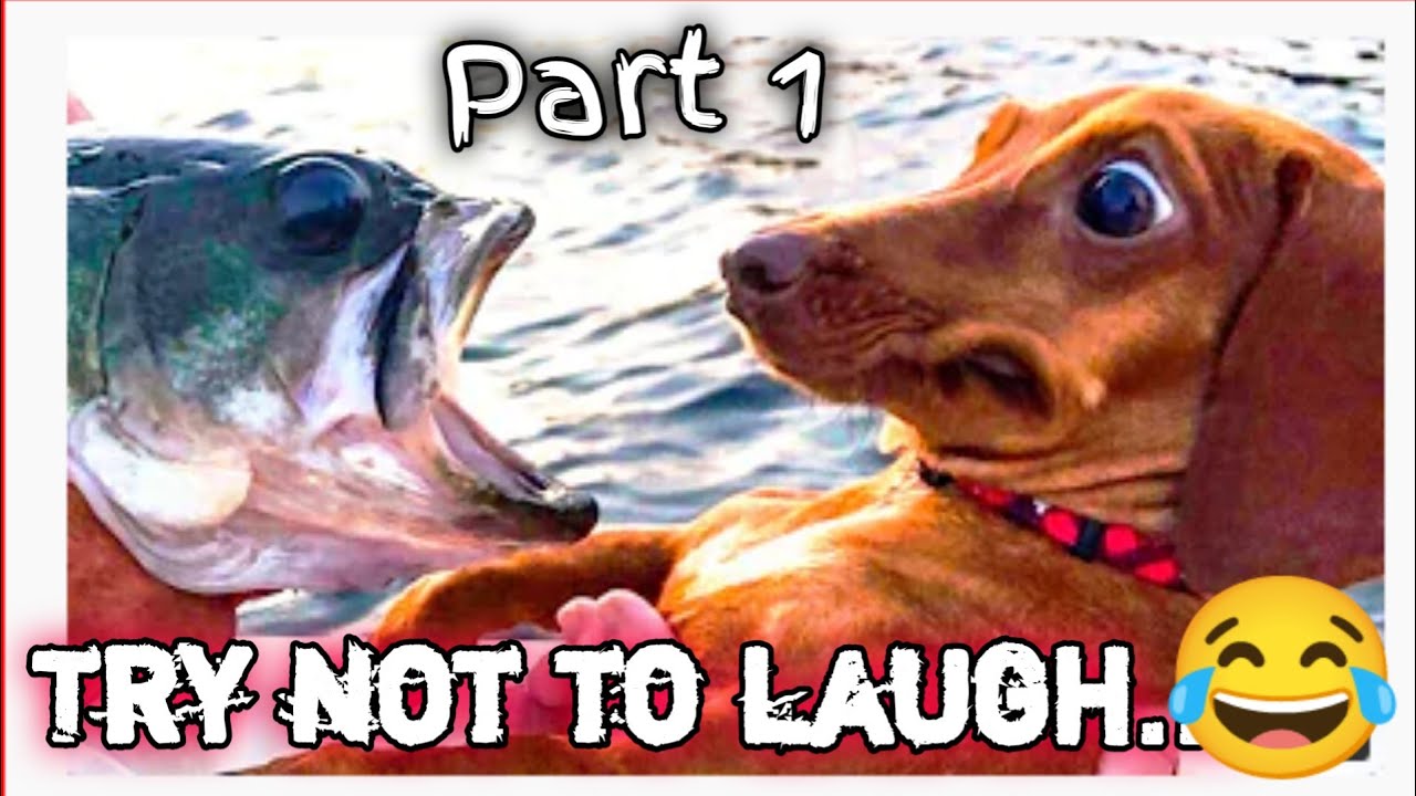 || Funniest || Dogs and || Cats - Awesome Funny Pet Animals Videos ...