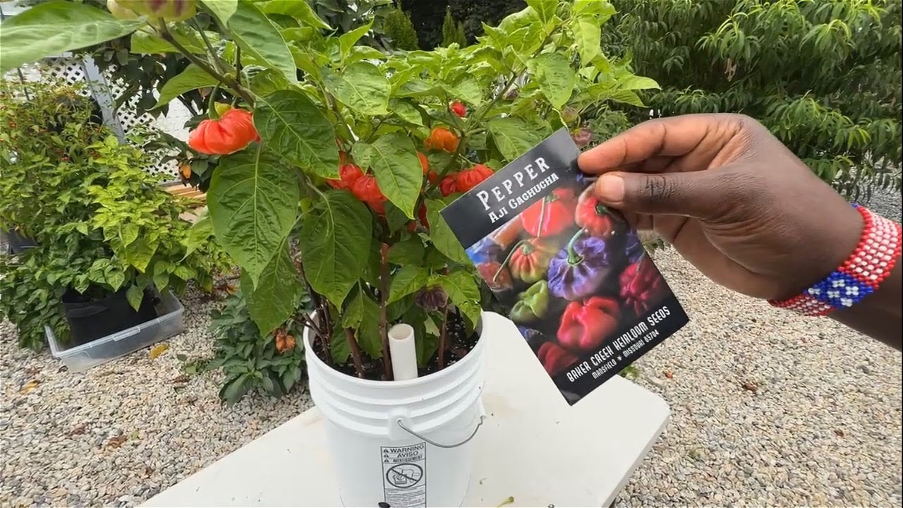 Discover the Hidden Gem in My Crazy Pepper Garden: Harvesting Rare ...