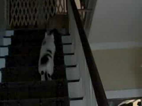 cat falling off stairs - YouTube