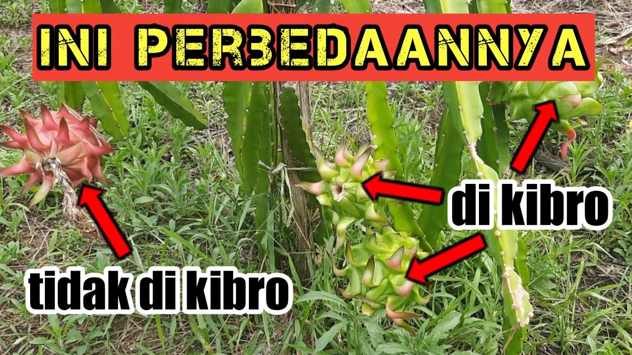 PERBEDAAN APLIKASI KIBRO - YouTube