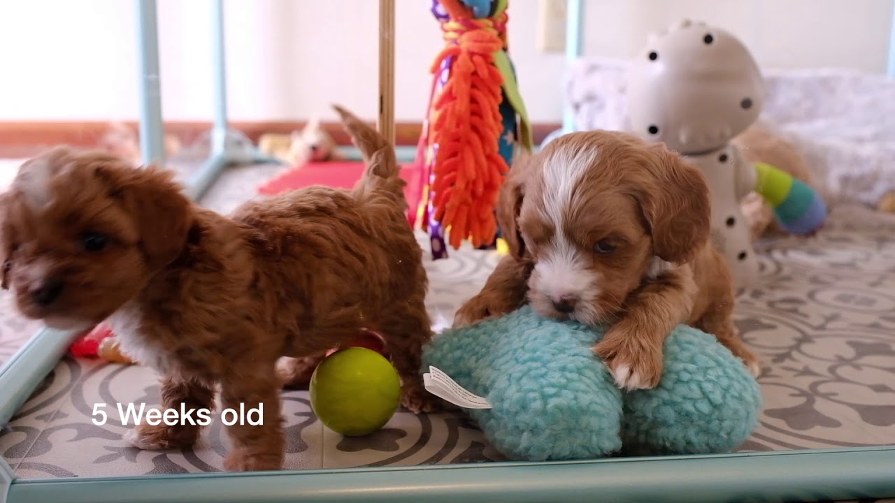 Watch Puppies Grow - (Birth to 5 weeks old) - YouTube