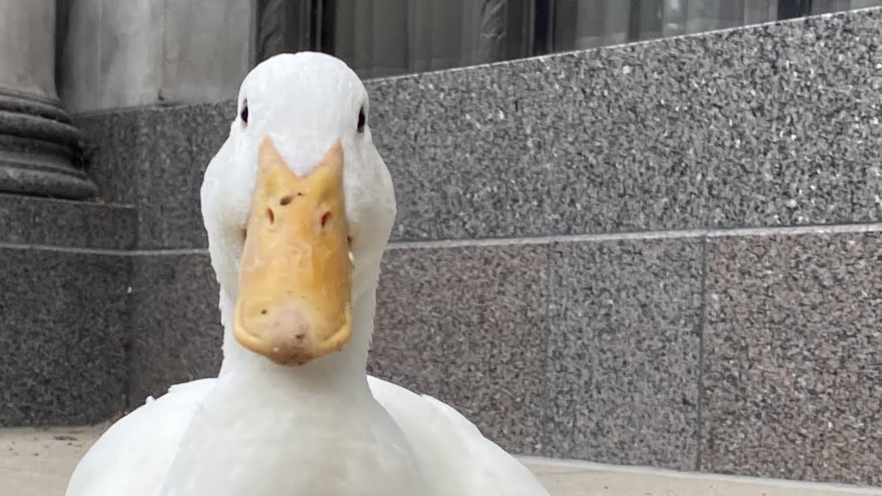 I am duck 🥣 - YouTube