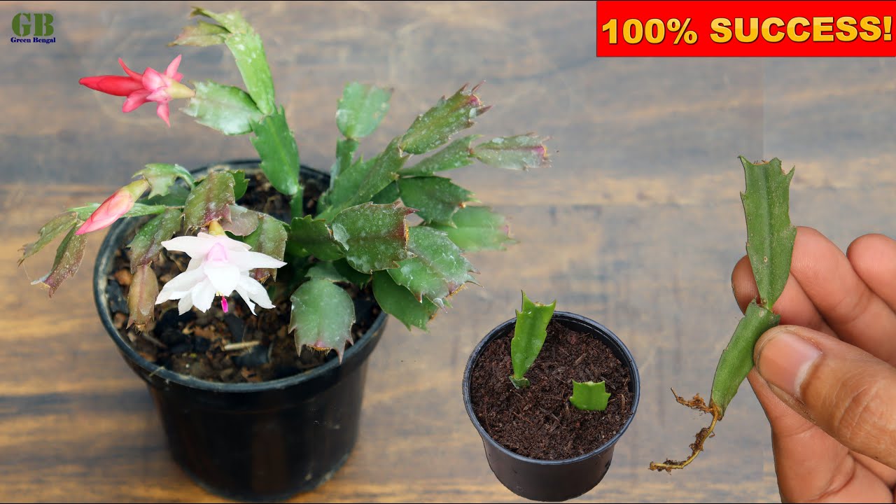 Super Easy Method To Grow Christmas Cactus From Cuttings ...