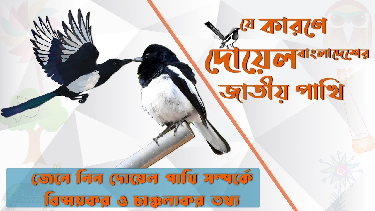 যে কারণে দোয়েল বাংলাদেশের জাতীয় পাখি । That's why Doyle is the ...