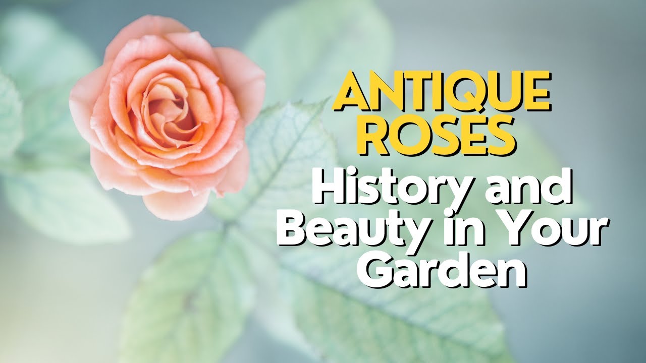 The Allure of Antique Roses: History and Beauty in Your Garden - YouTube